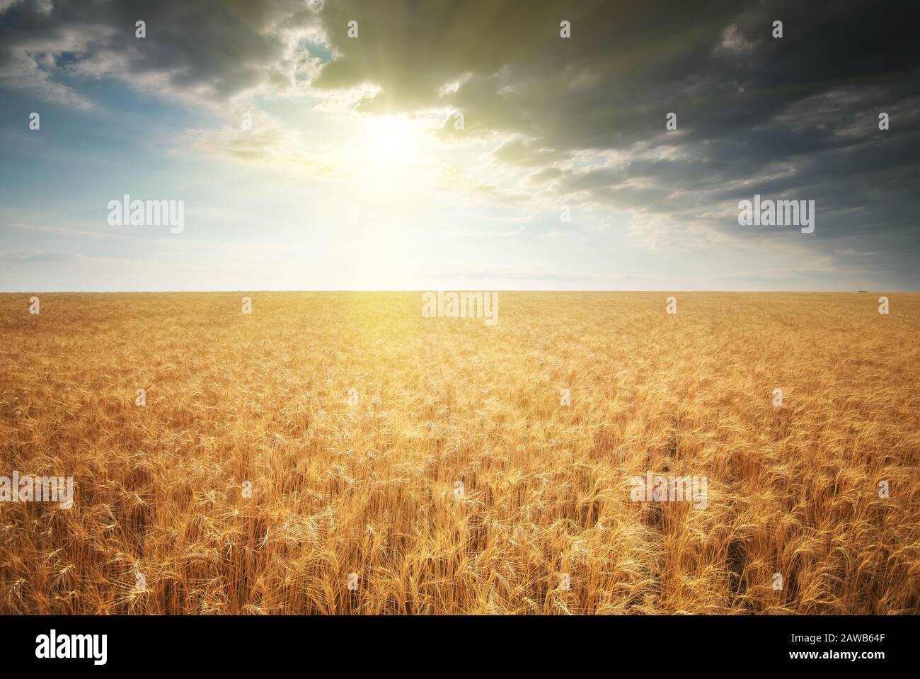 Landscape with warm colored yellow wheat crops on sunset on rural ...