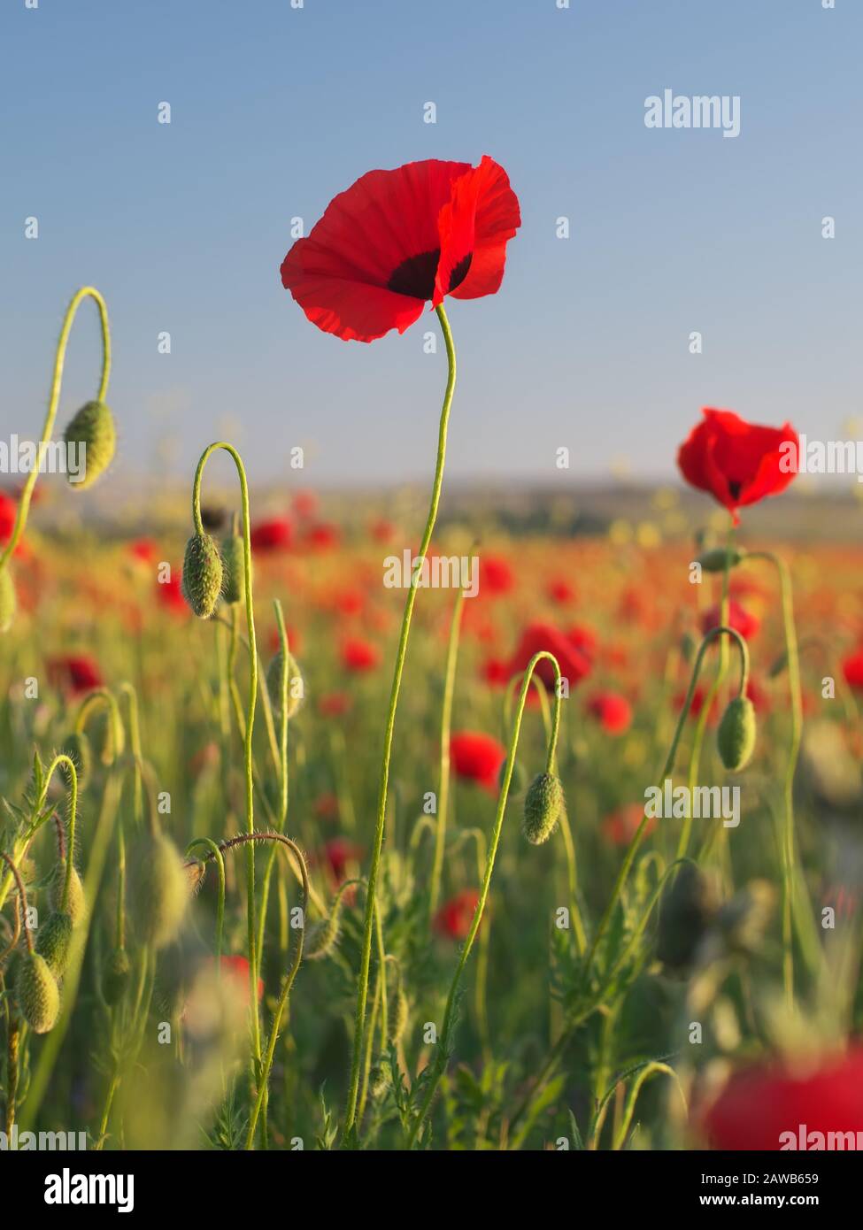 In poppies field. Nature composition. Red poppy flower portrait in ...