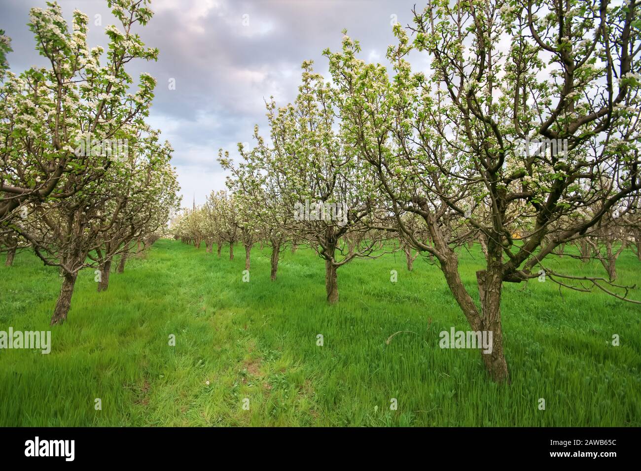 Blooming fruit orchard in spring. Agricultural and nature composition ...
