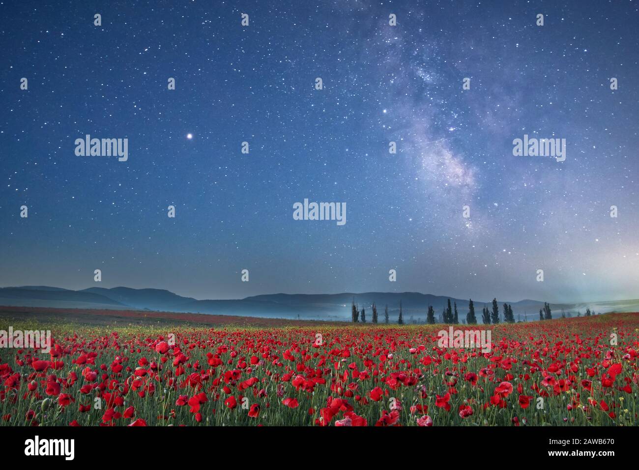 Poppy field at night. Night sky with stars and milkyway Stock Photo - Alamy