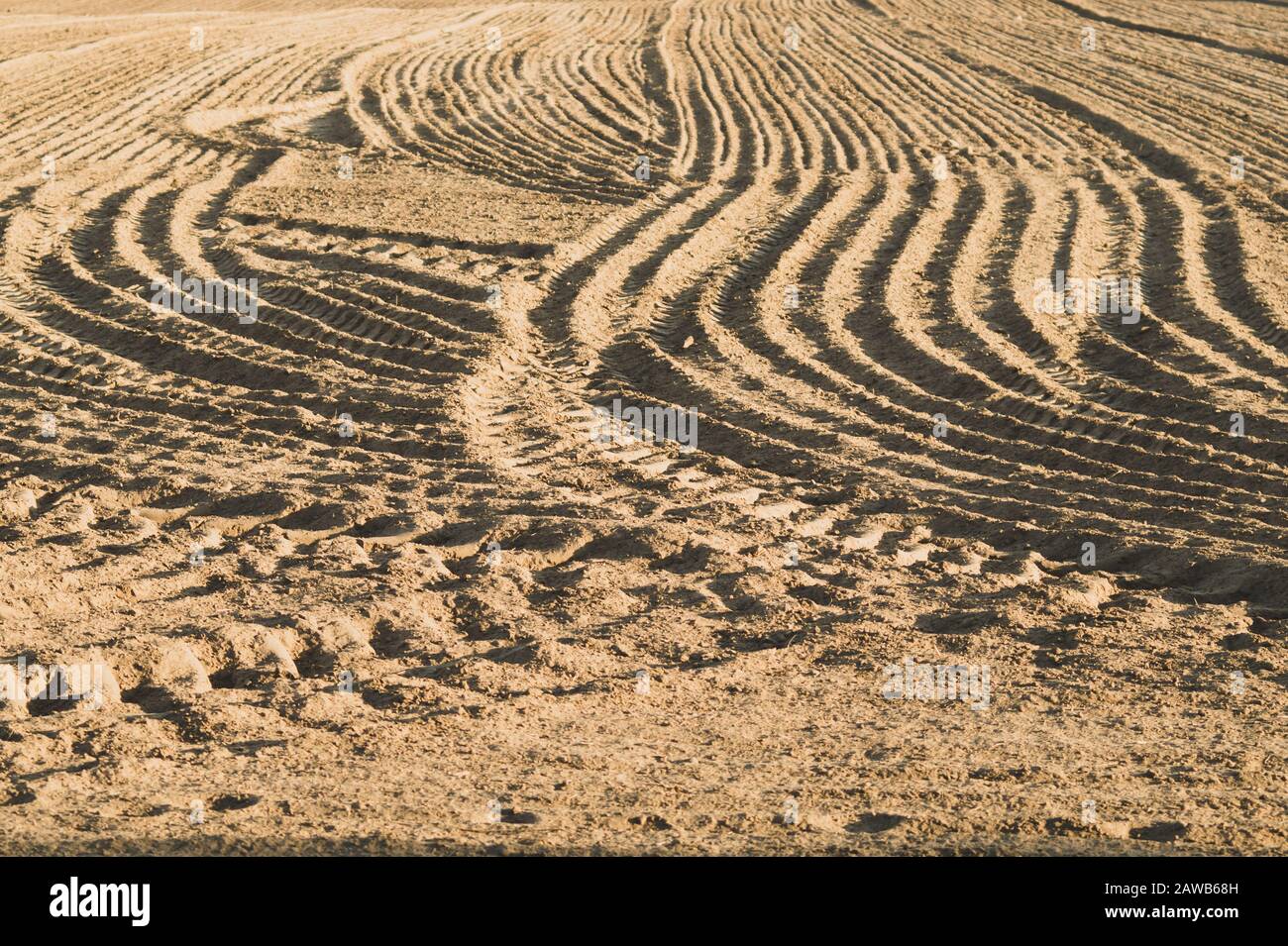 Pattern of curved ridges and furrows on a sandy field. traces on the ...
