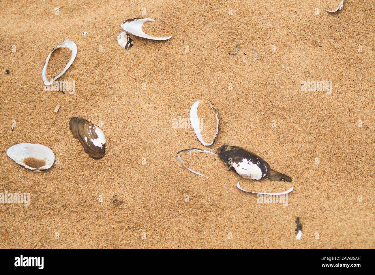 Seashell texture hi-res stock photography and images - Alamy