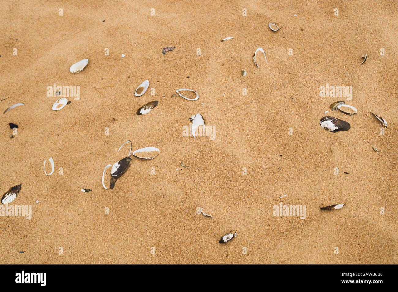 Sea shells on sand. summer beach background. top view Stock Photo - Alamy