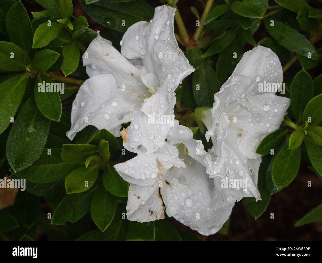 Australian Azaleas High Resolution Stock Photography and Images - Alamy