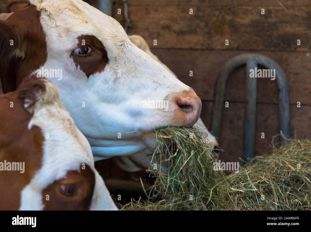 Cow eating fodder Stock Photo - Alamy