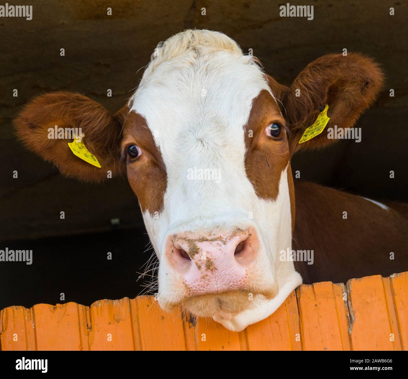 Cow in a stall on a farm Stock Photo - Alamy