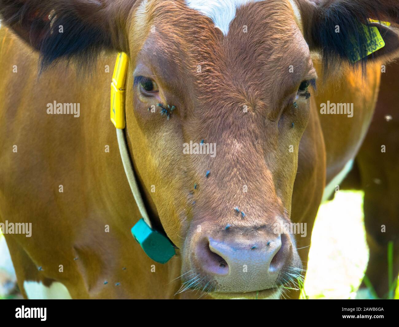 Portrait of cow hi-res stock photography and images - Alamy