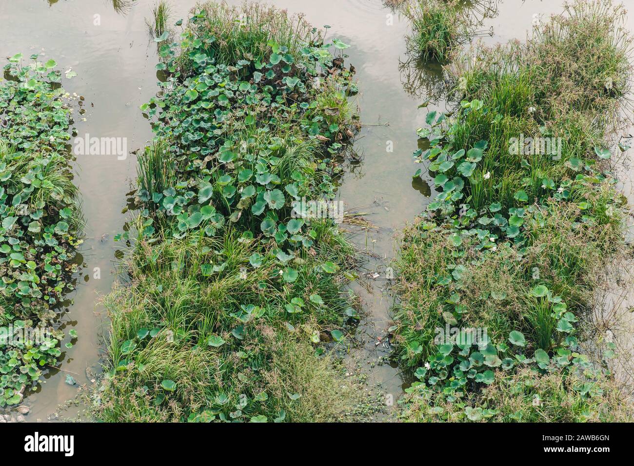 Moist forest areas hi-res stock photography and images - Alamy