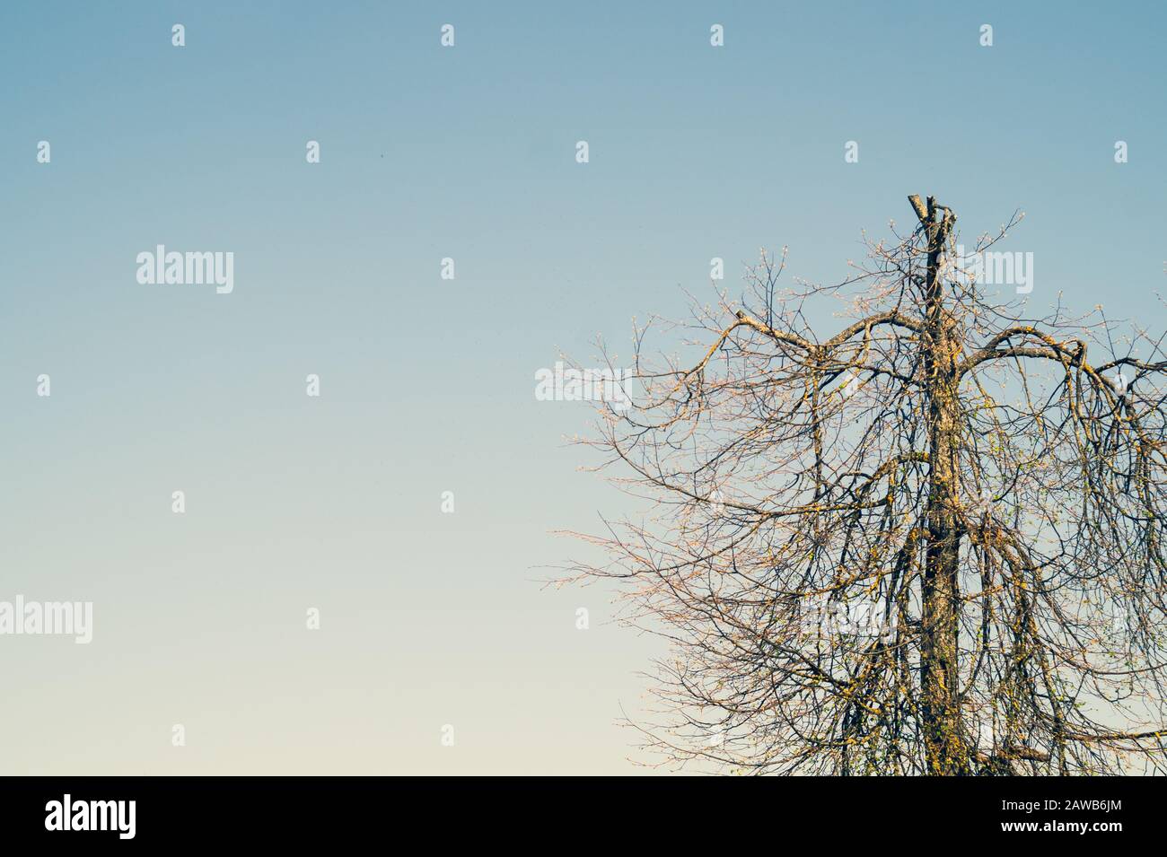 Tree against the sky. branch tree on the sky background. copy space ...