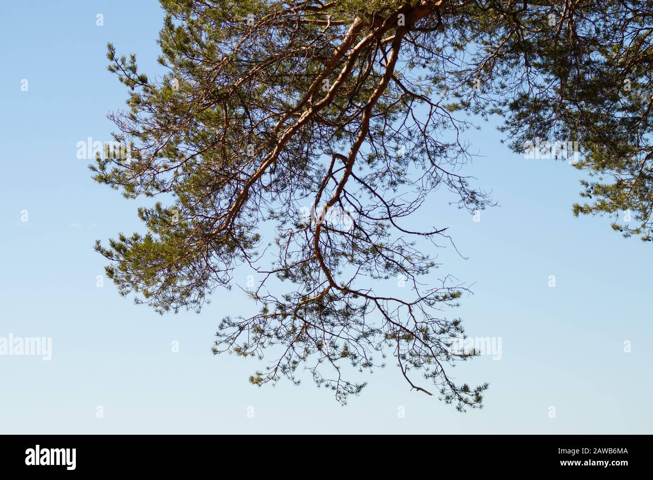 Tree against the sky. branch tree on the sky background. copy space ...