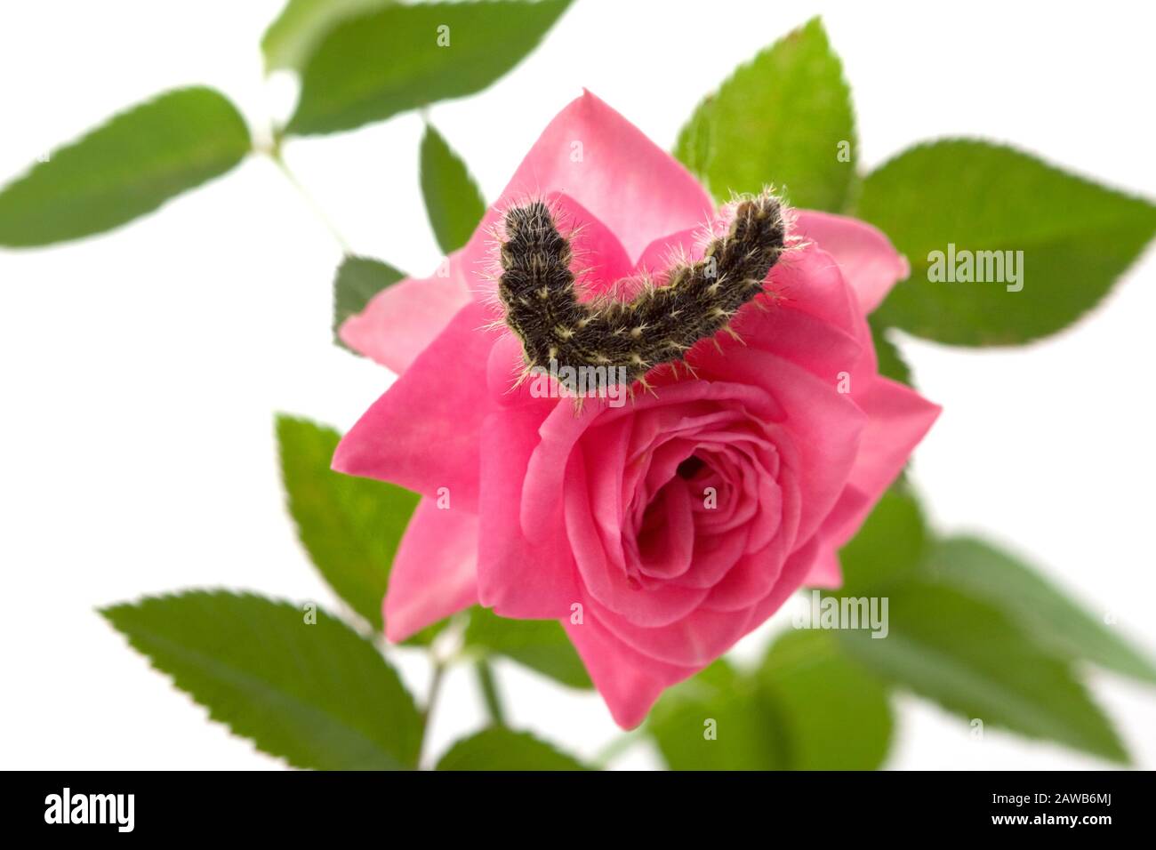 The image of a caterpillar sitting on a flower roses Stock Photo - Alamy