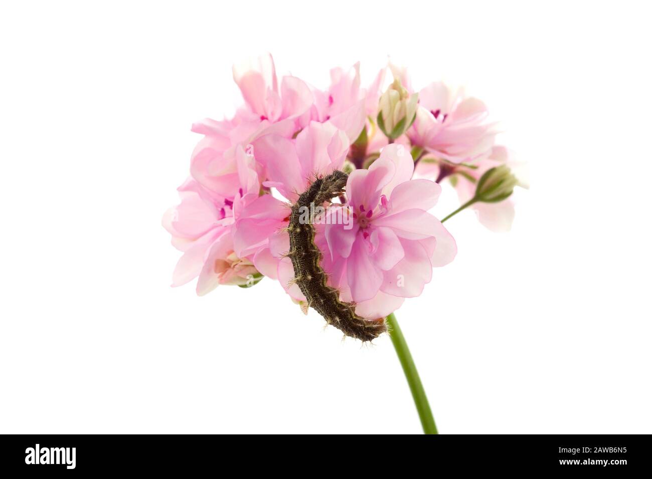 Caterpillar flower Cut Out Stock Images & Pictures - Alamy