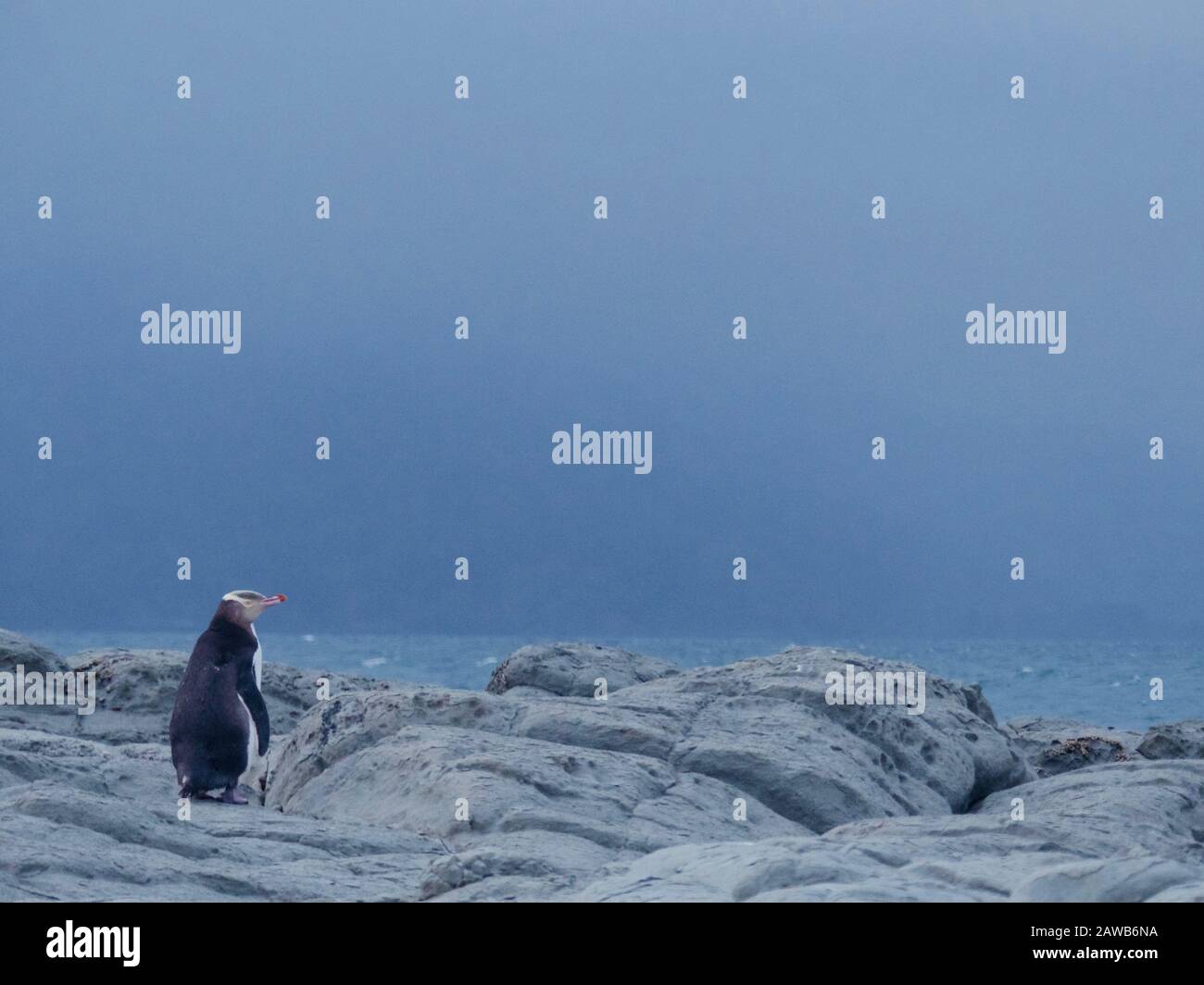 Endangered yellow eyed penguin megadyptes antipodes hi-res stock ...