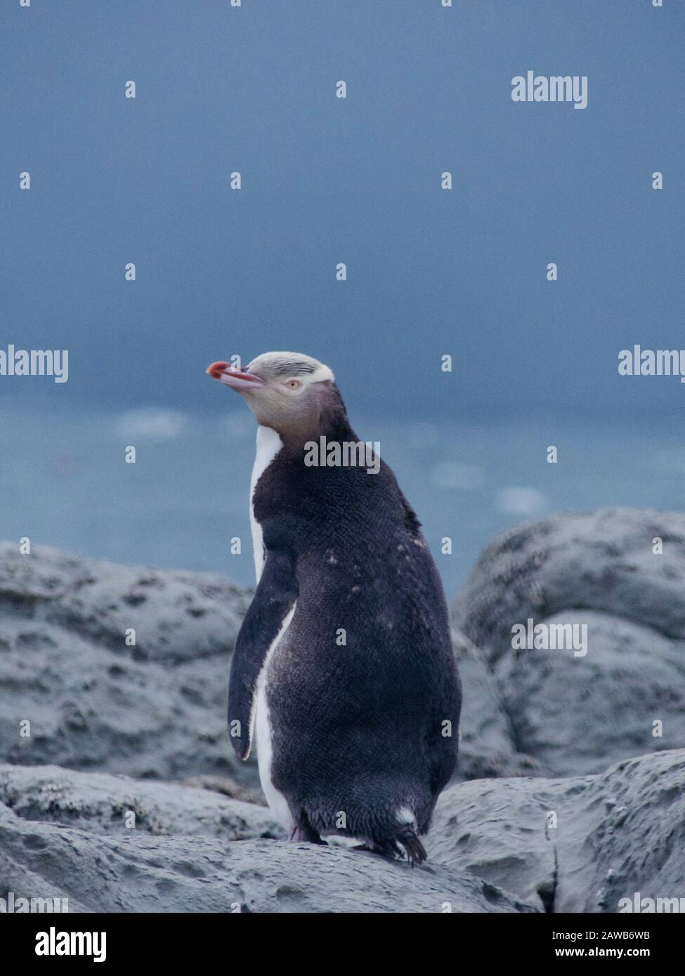 Endangered yellow eyed penguin megadyptes antipodes hi-res stock ...