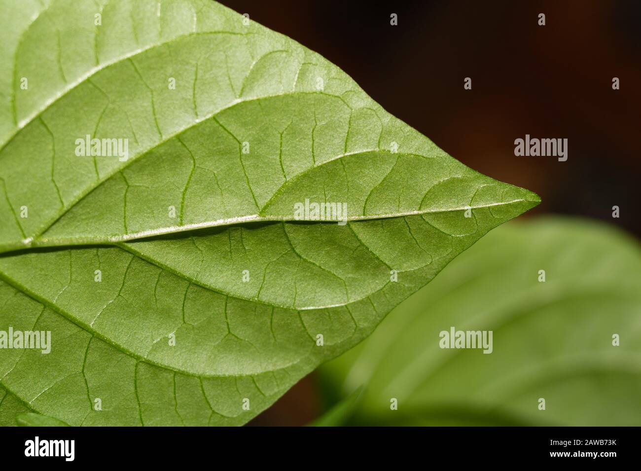 Paprika plant leaf hi-res stock photography and images - Alamy