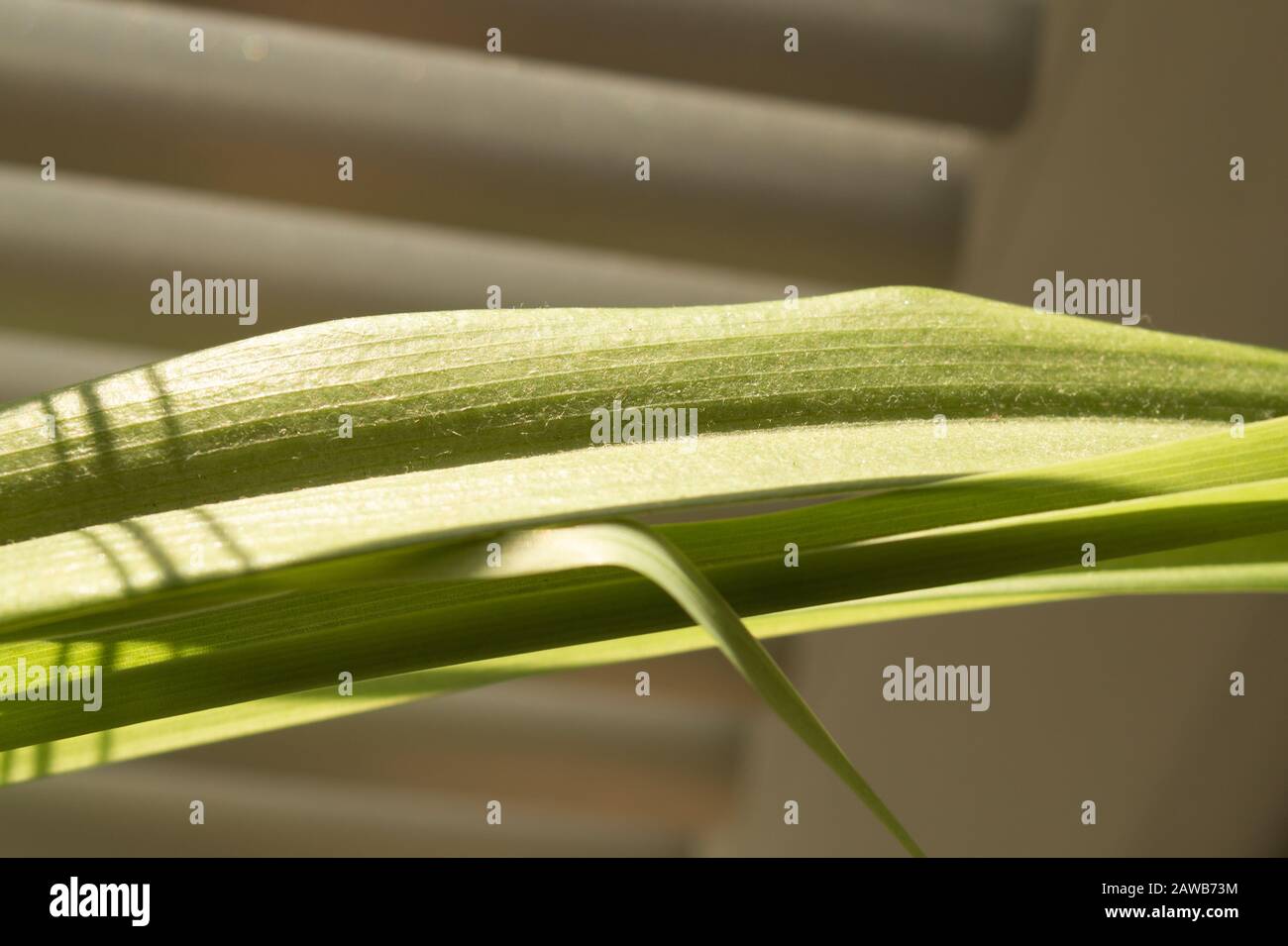 Grass blades of a home plant close up background Stock Photo - Alamy