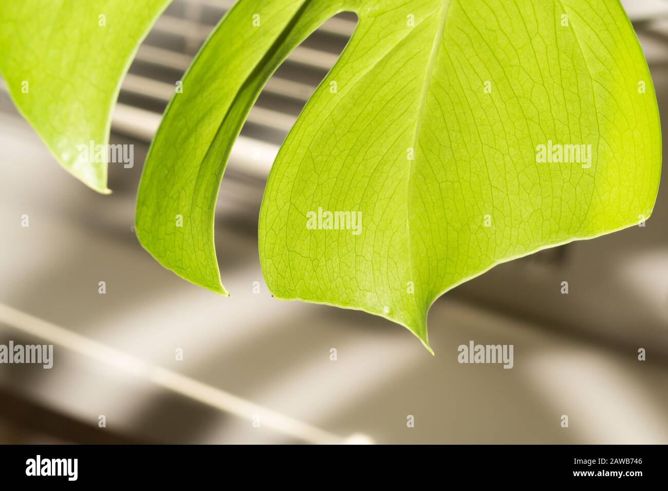 Monstera leaf close up. home plant. botanical background Stock Photo ...