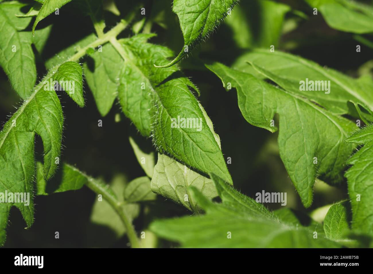 Different Tomato Leaves