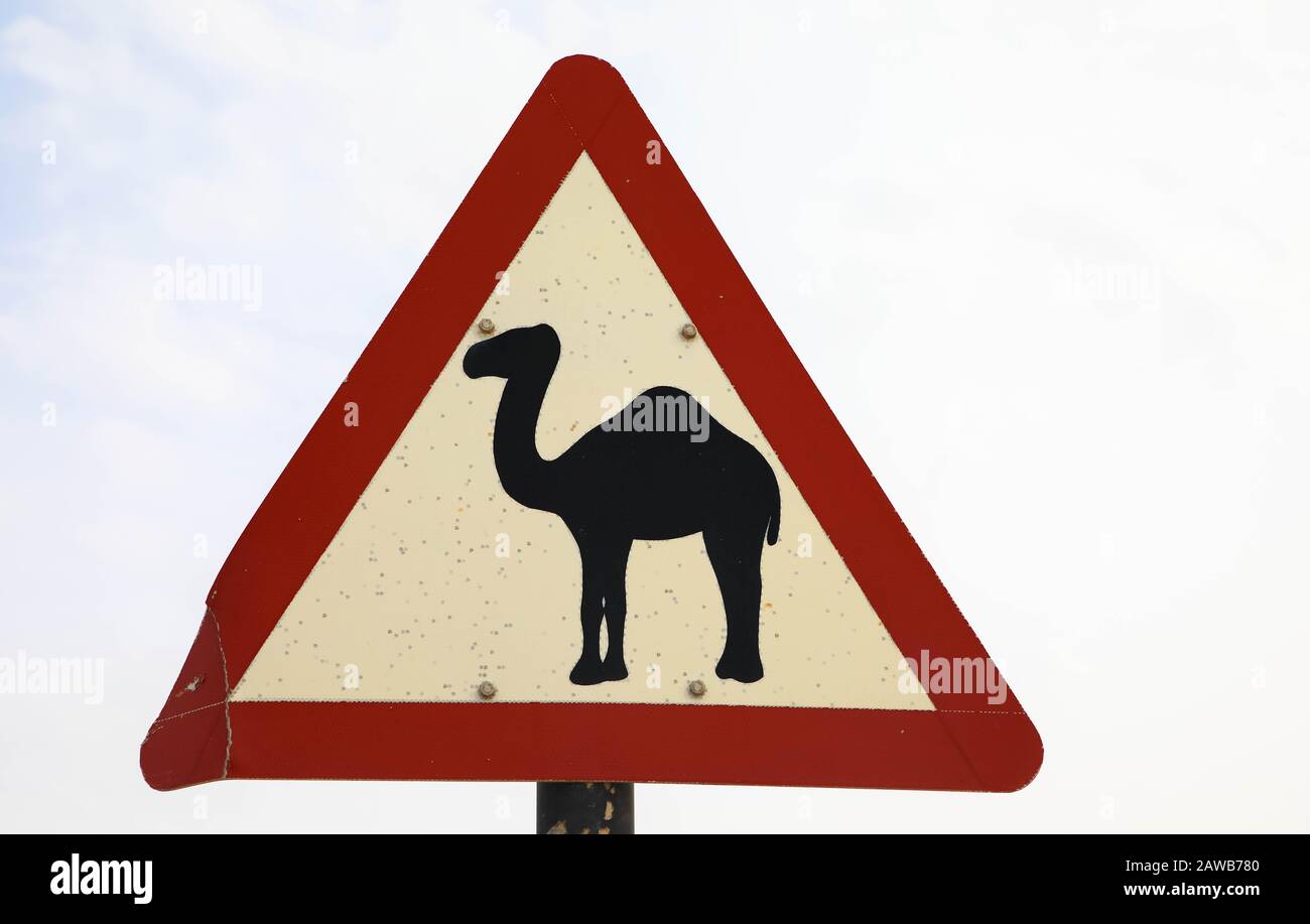 Camel crossing road dubai hi-res stock photography and images - Alamy
