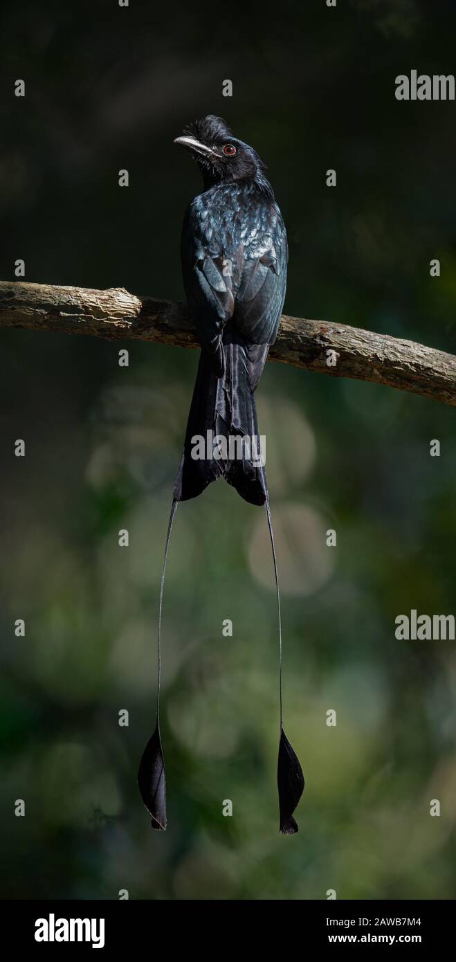 Racket tailed drongo hi-res stock photography and images - Alamy