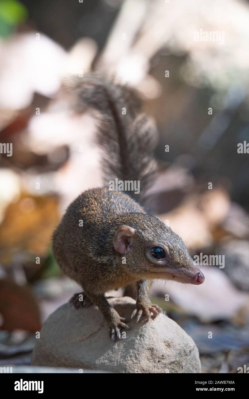 The northern treeshrew (Tupaia belangeri) is a treeshrew species native ...