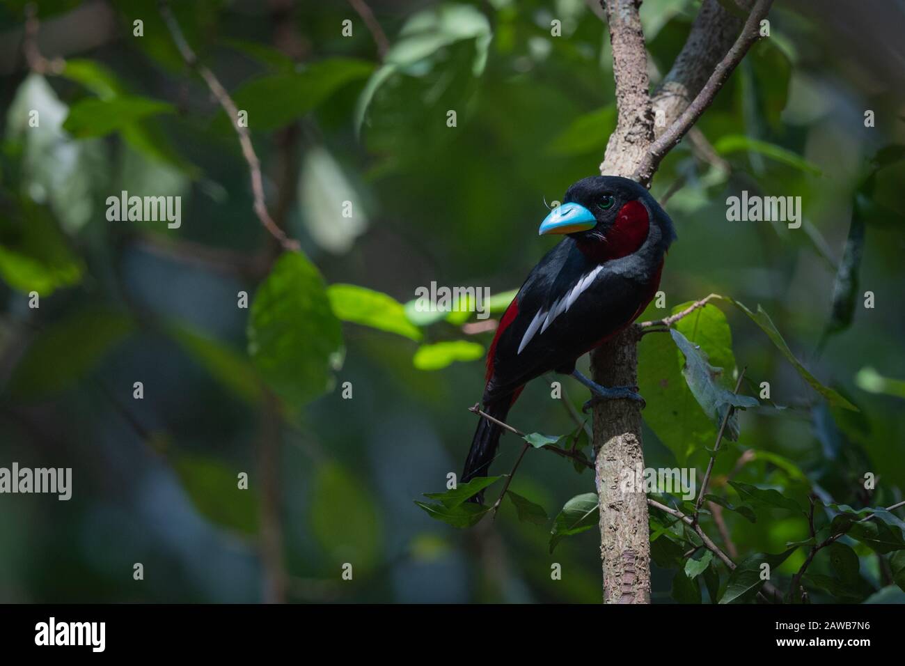 Black and red broadbills hi-res stock photography and images - Alamy