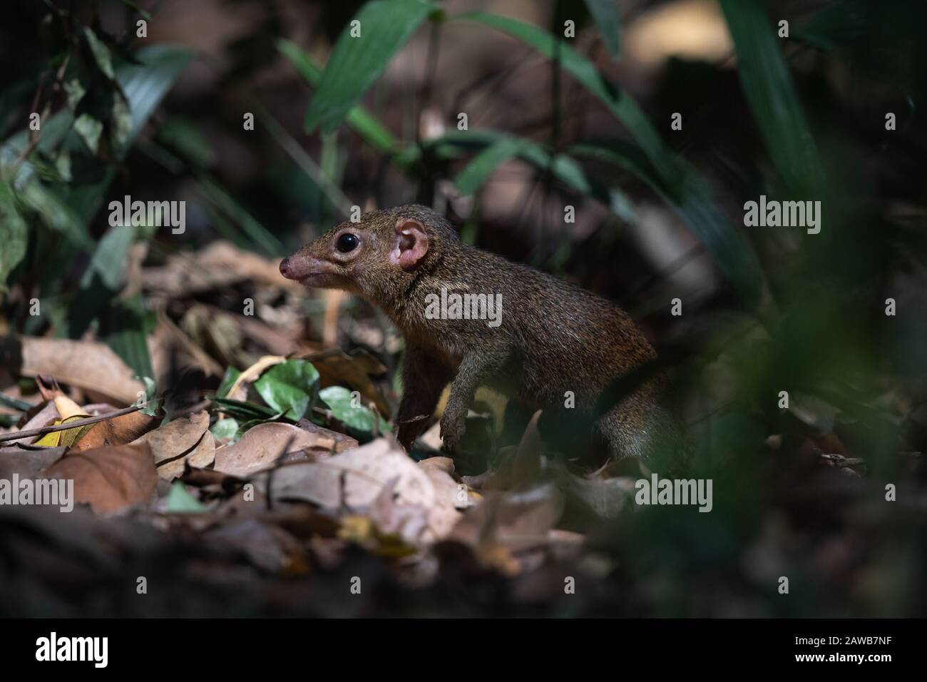 The northern treeshrew (Tupaia belangeri) is a treeshrew species native ...