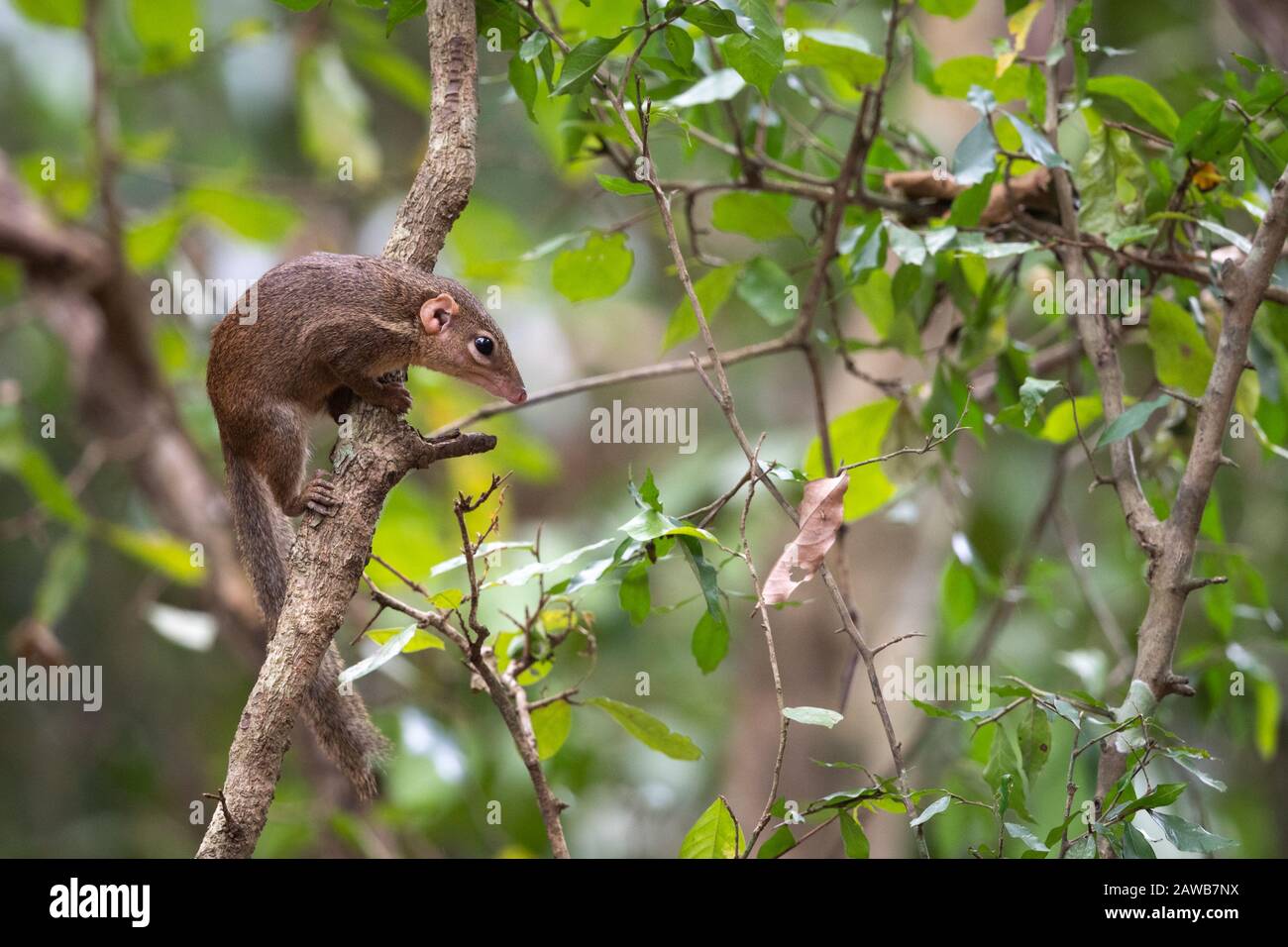 The northern treeshrew (Tupaia belangeri) is a treeshrew species native ...