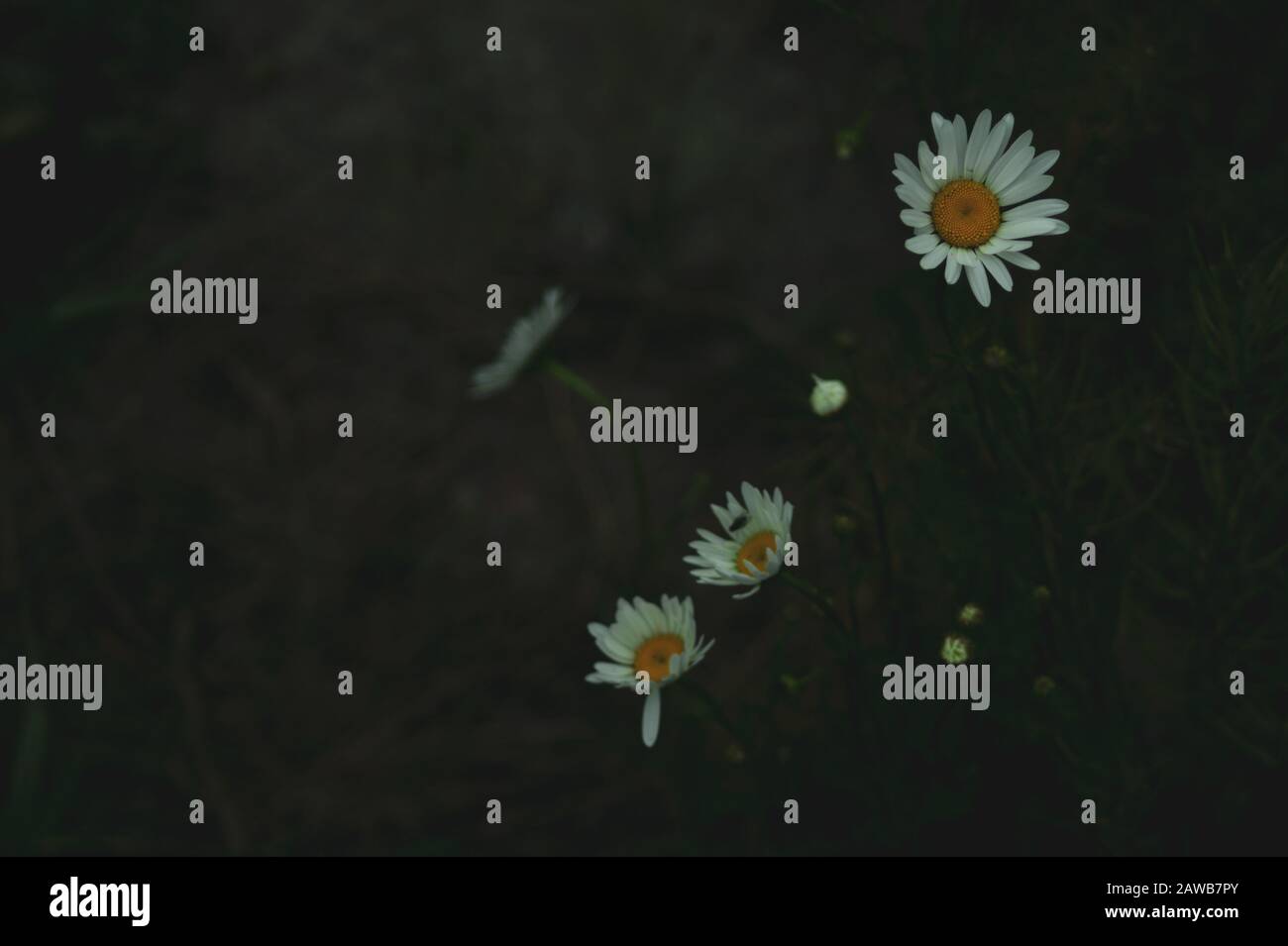 Dark chamomile plant hi-res stock photography and images - Alamy