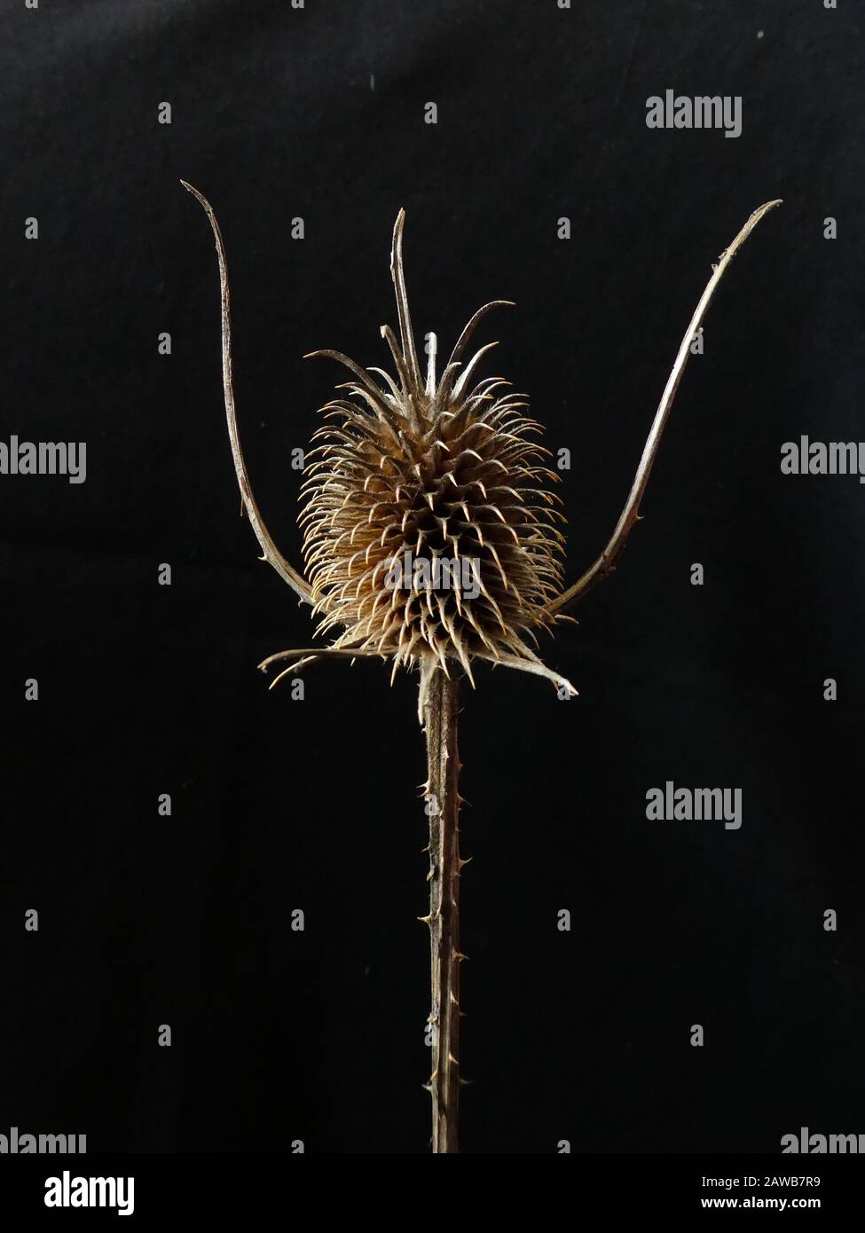 Dry teasel, shot against a black background Stock Photo - Alamy