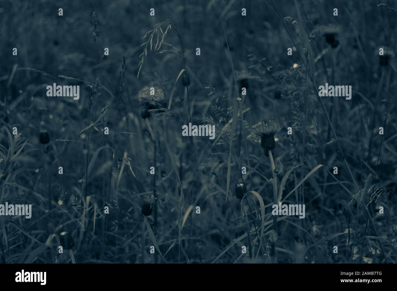 Minimal grass nature background hi-res stock photography and images - Alamy