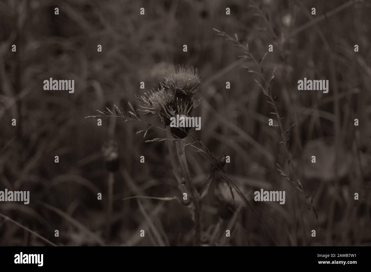 Minimal grass nature background hi-res stock photography and images - Alamy