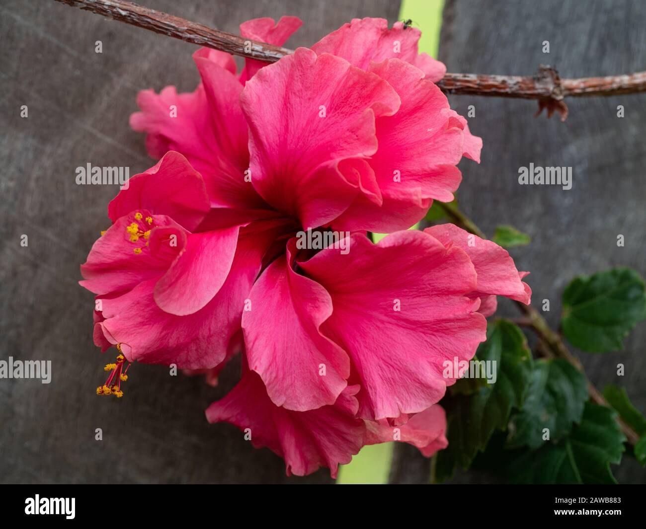 Closeup of a double pink ruffly Hibiscus rosa sinensis flower in the ...