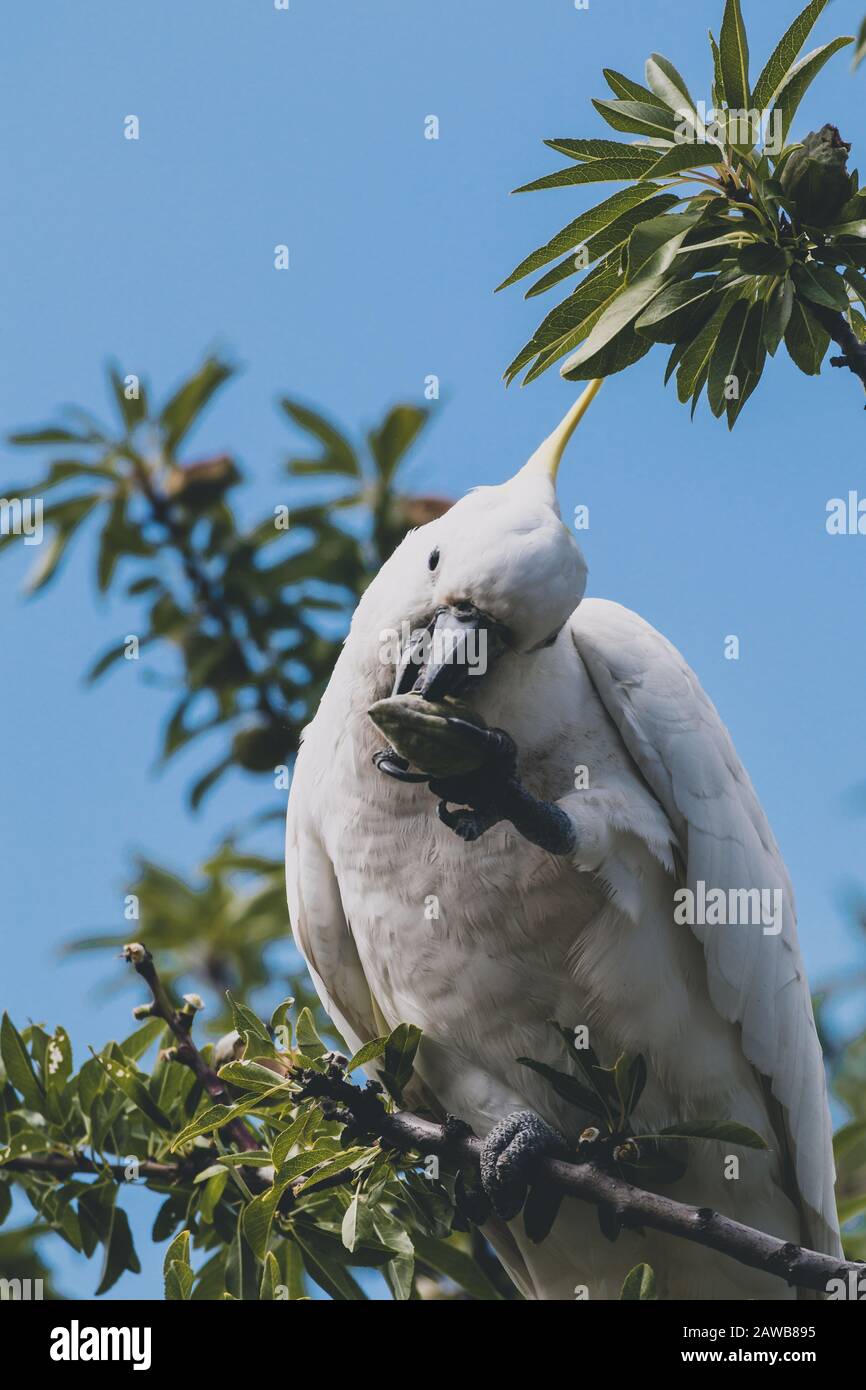 sulphur crested cockatoo on top of tree branches eating fruits shot in ...