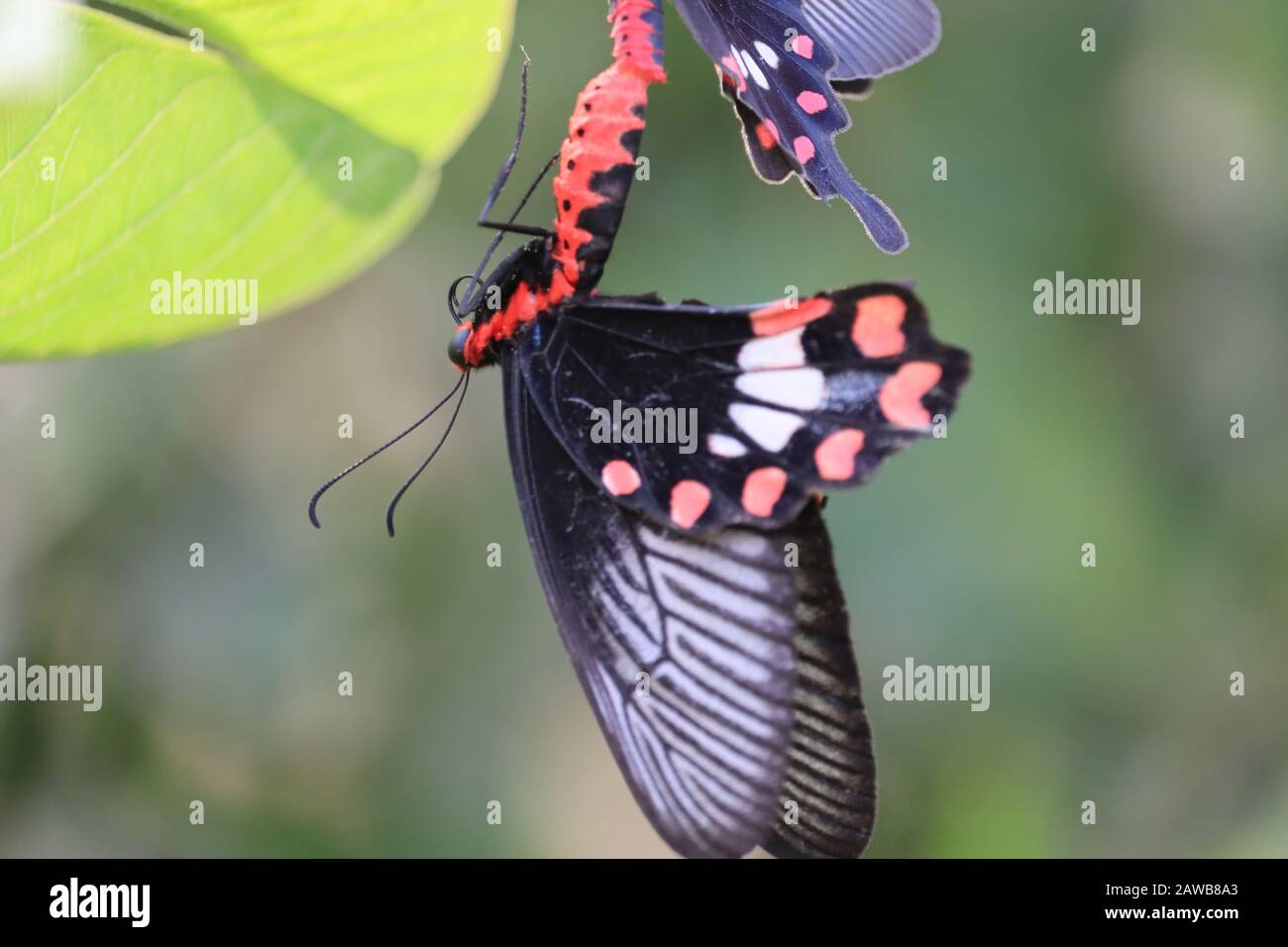 portrait of A black female butterfly hanging from other male butterfly ...