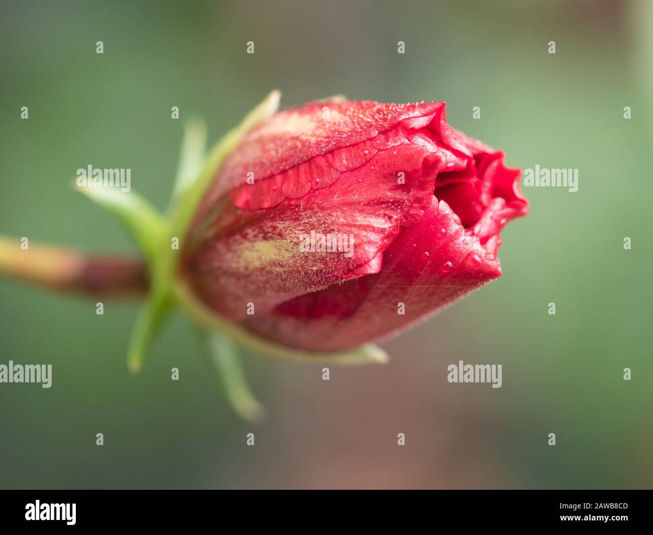 Flower Macro of a brilliant red Hibiscus rosa sinensis bud preparing to ...
