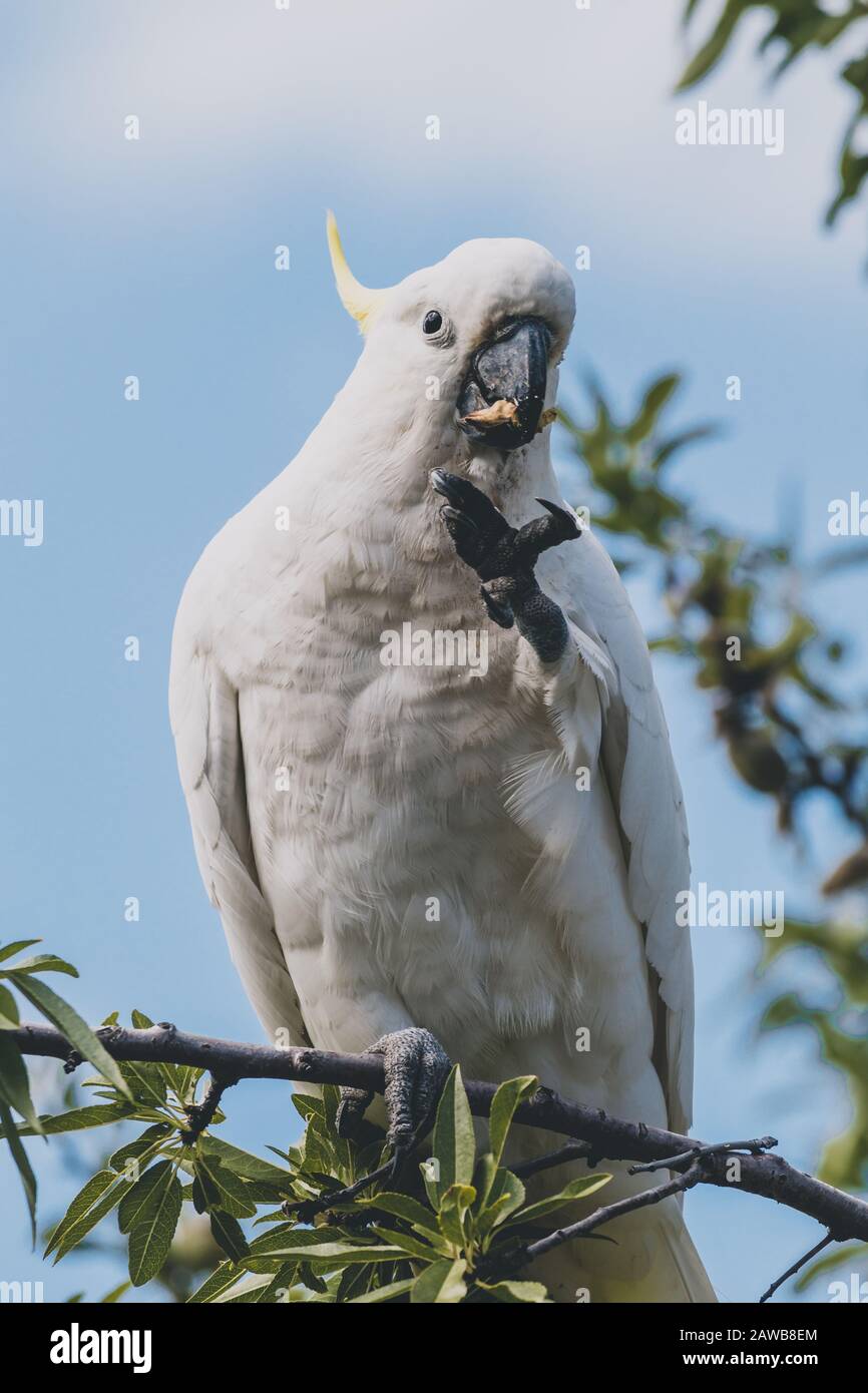 sulphur crested cockatoo on top of tree branches eating fruits shot in ...