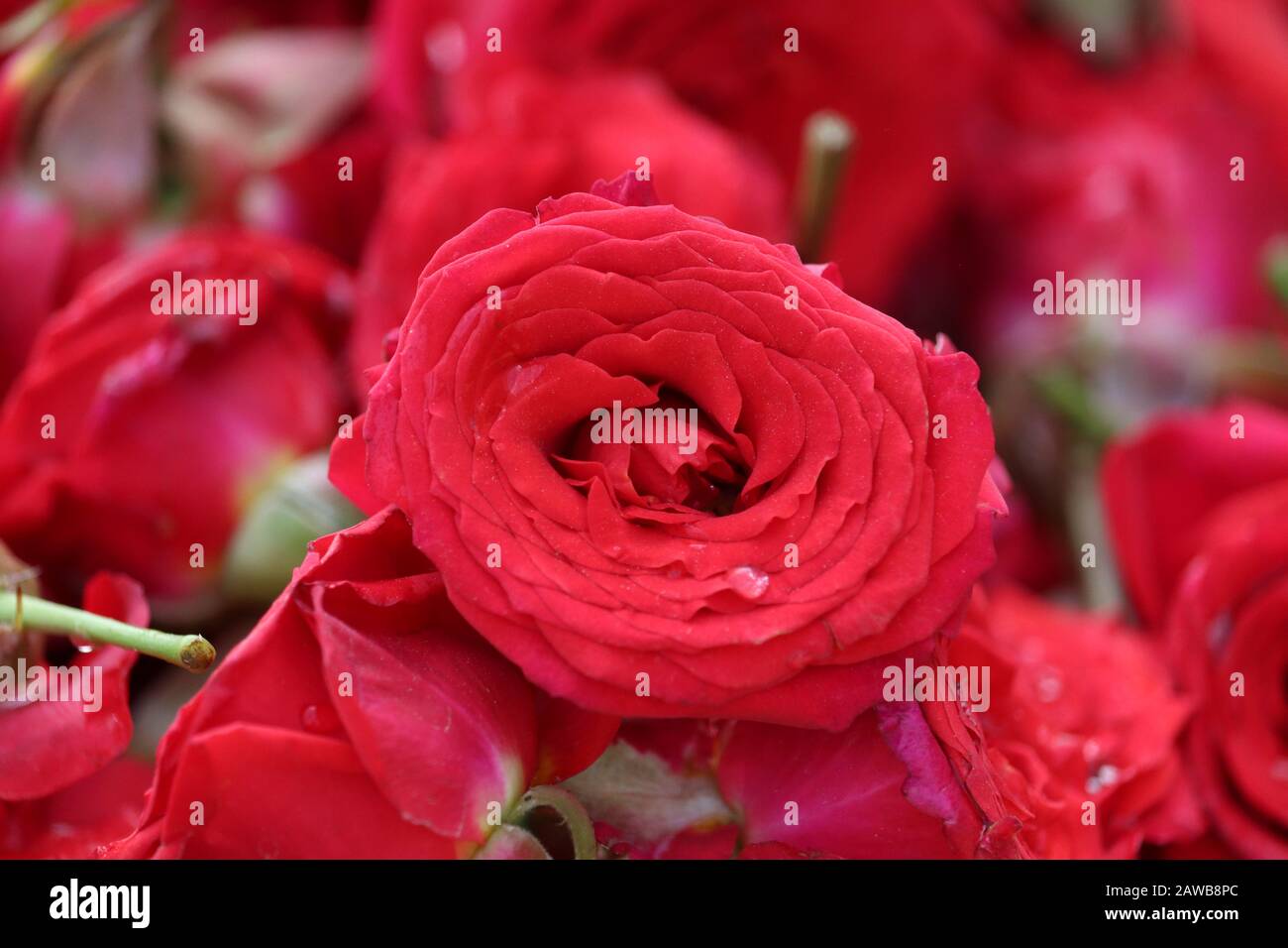 close up of a red rose on street market with blur red roses backgrounds ...