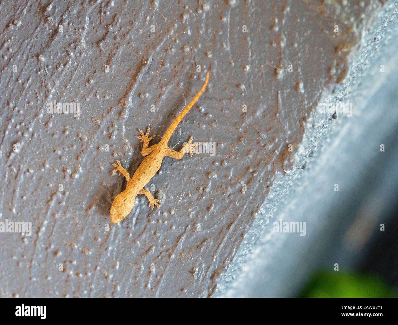 Reptile. Tiny gecko lizard, maybe Asian House Gecko? with dots down its ...