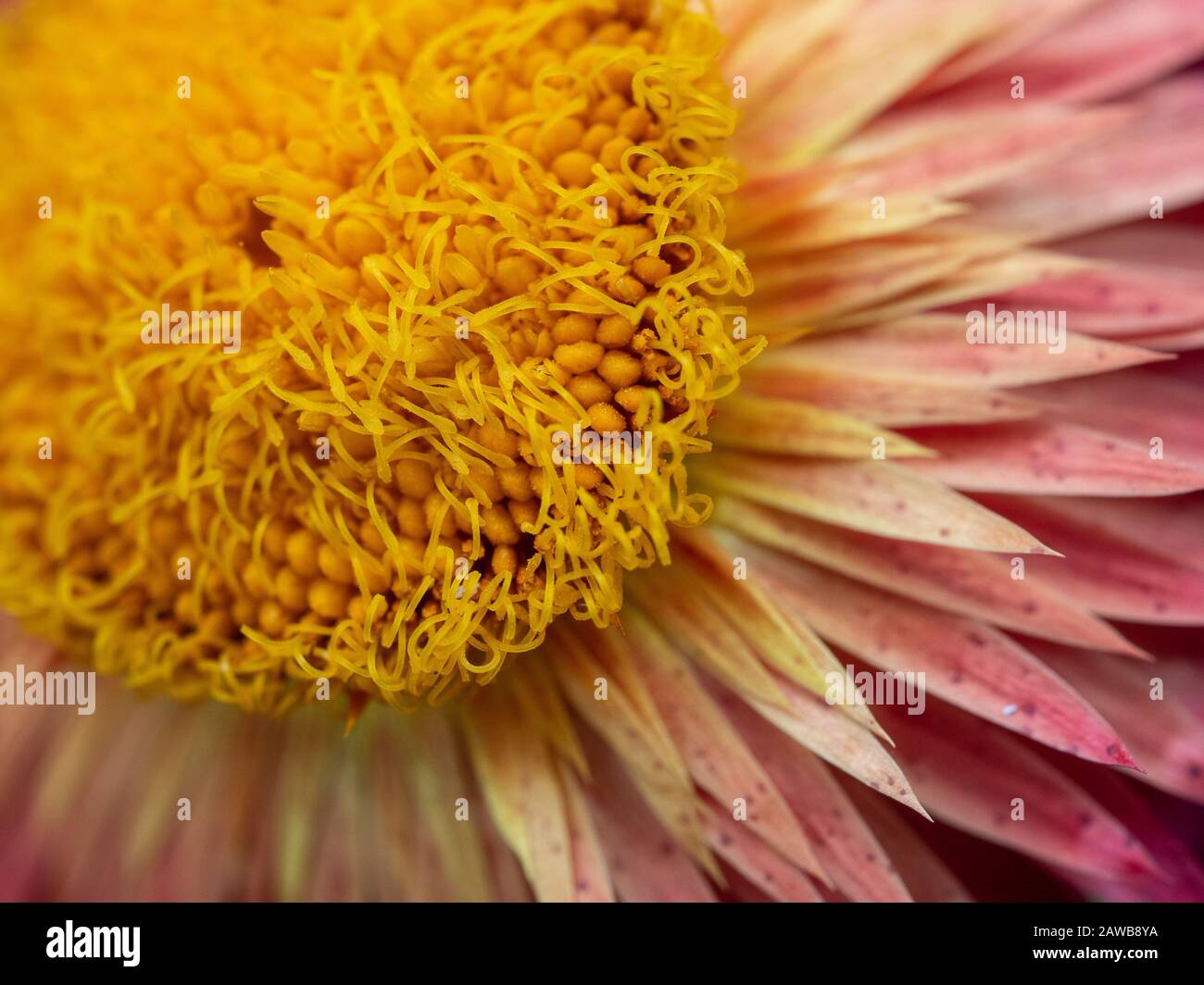 Flowers. Macro of a faded red and yellow Paper daisy flower, yellow ...