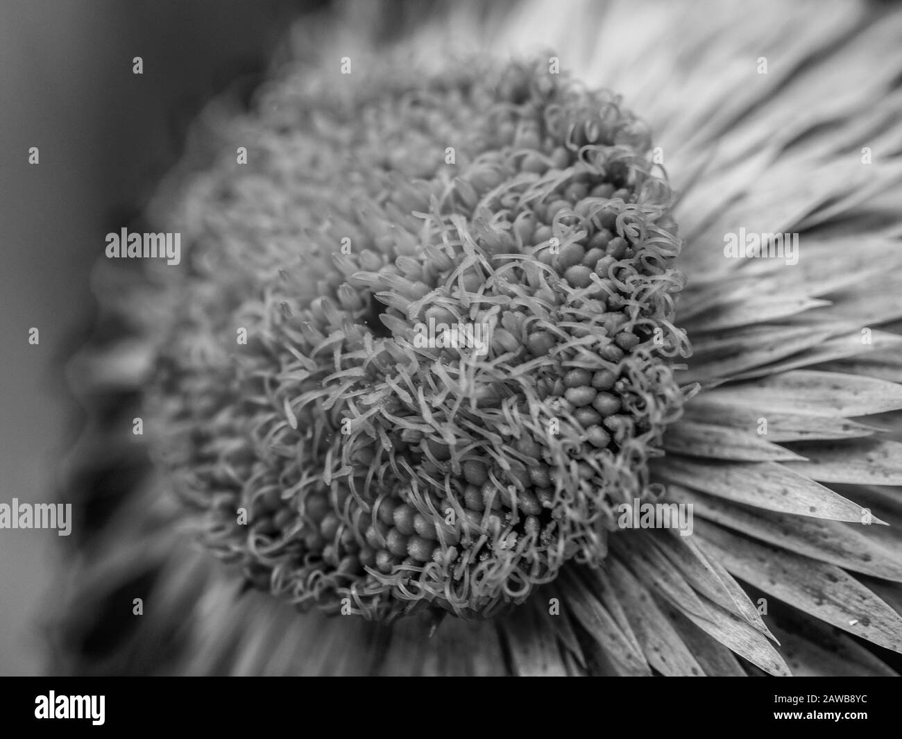 Macro of monochrome of daisy centre with petals pushing back Stock ...