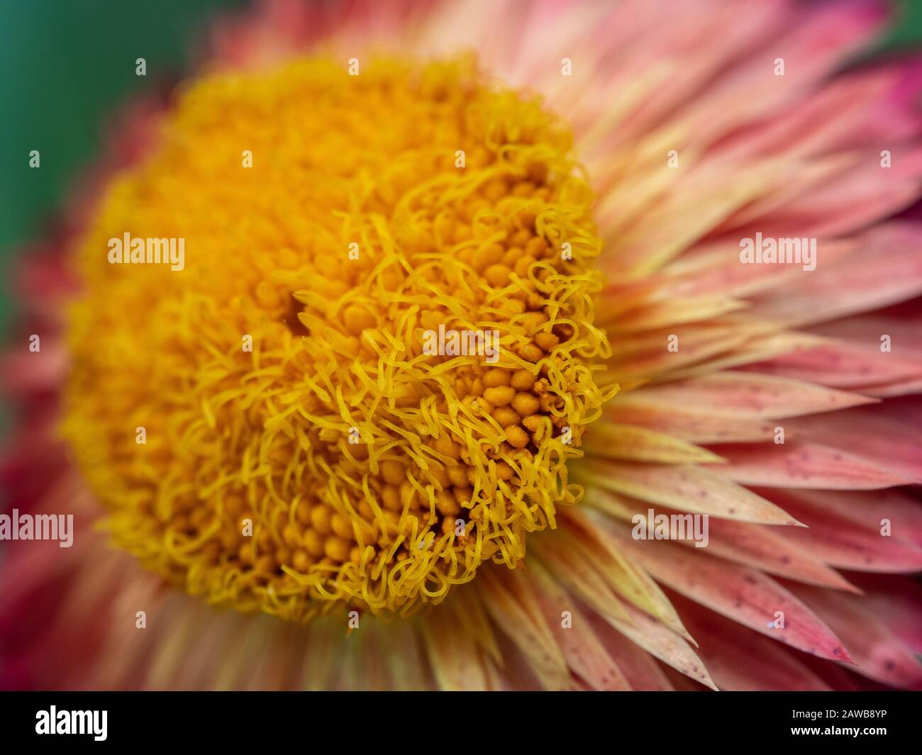Flower Macro of Red and yellow Paper daisy centre with papery bract ...