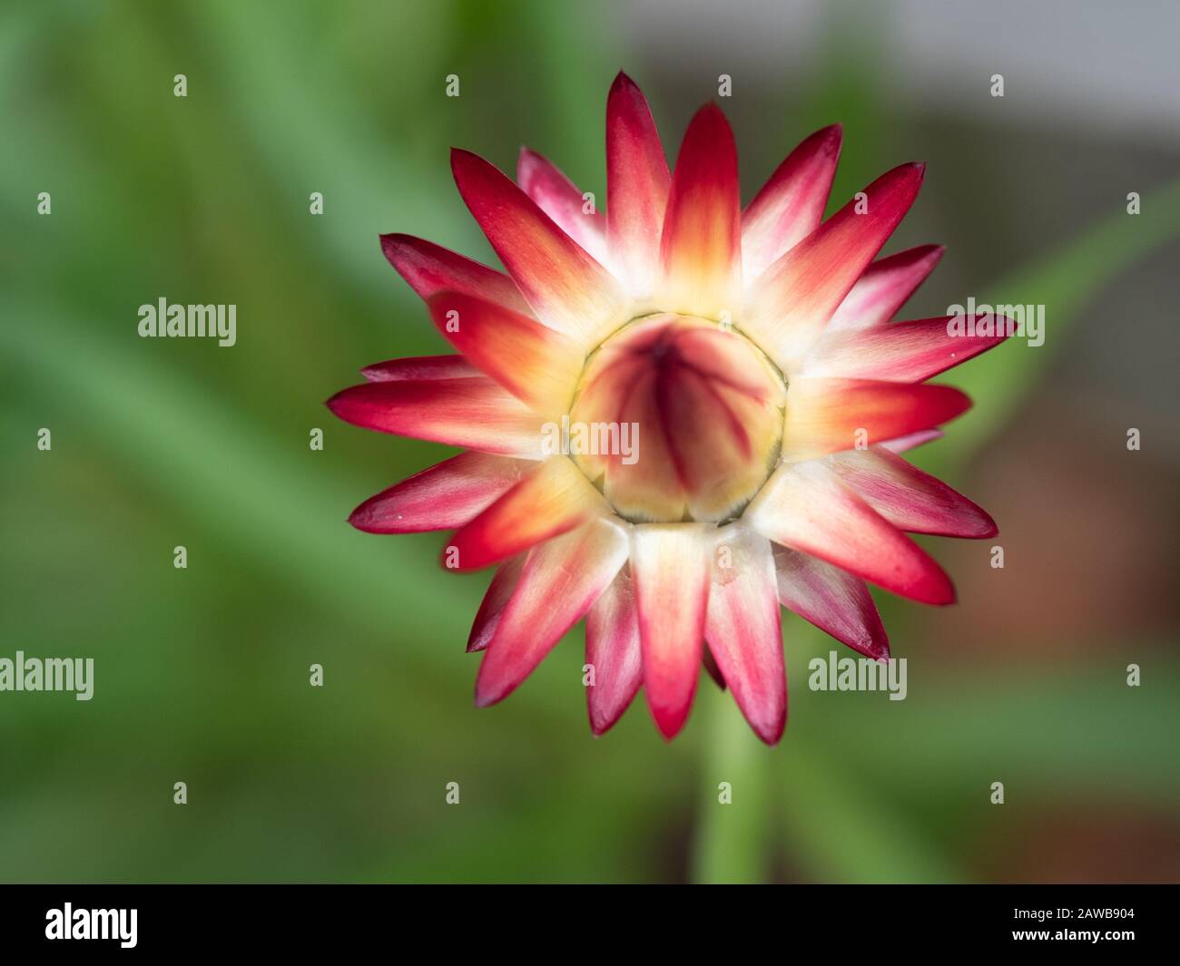Red and yellow Paper daisy close up, pointy papery petals Stock Photo ...