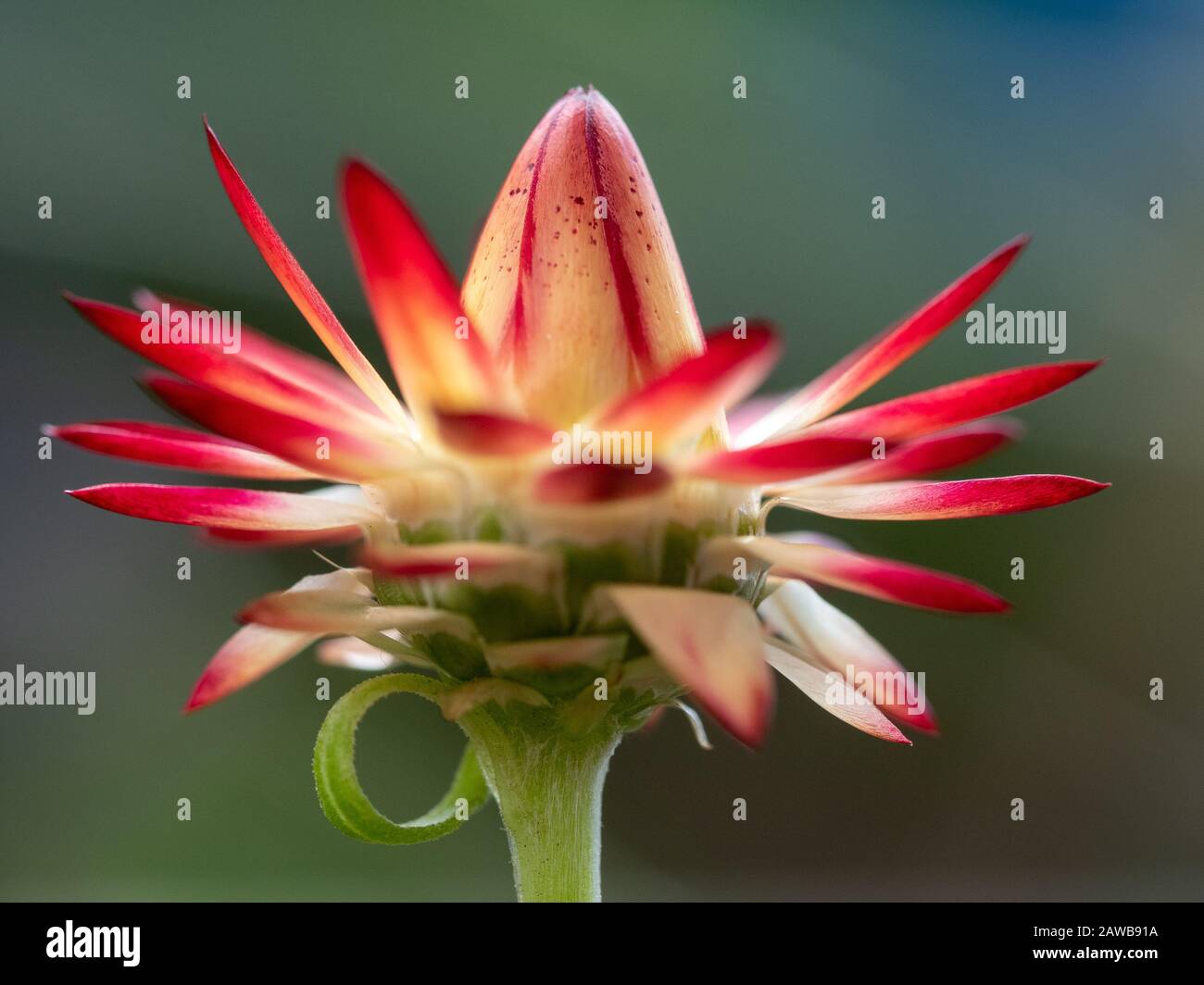 Beautiful Flower, pointy creamy yellow with red tipped bracts (petals ...