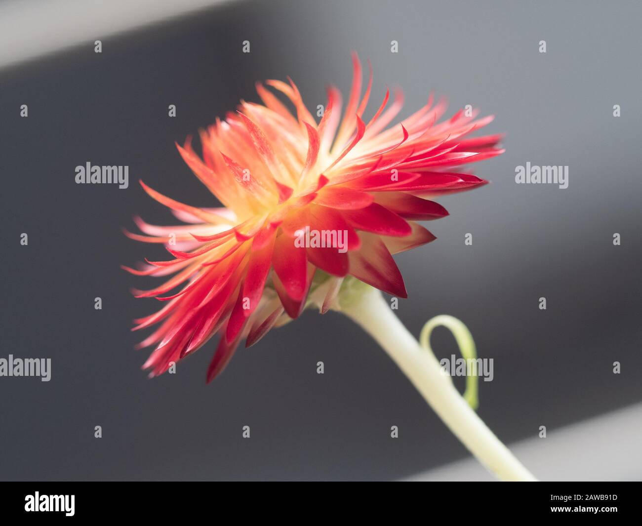 Creamy daisy petals hi-res stock photography and images - Alamy