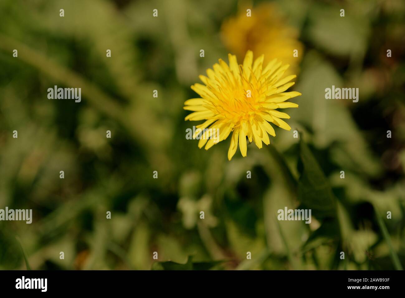 Bright dandelion on a sunlit lawn on a summer day close-up. Retro style ...