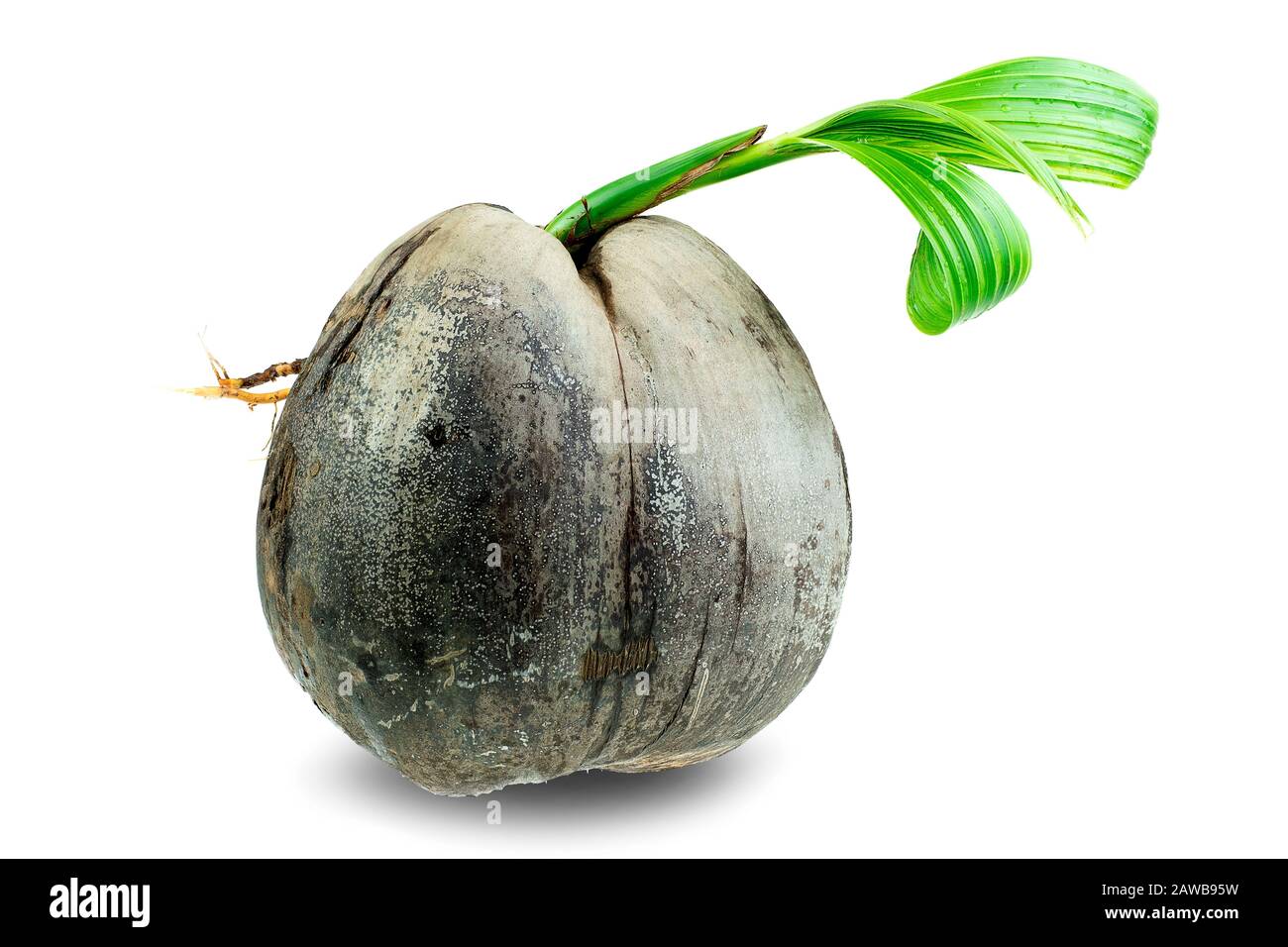 Young sprout of coconut tree grown up at the white background ...