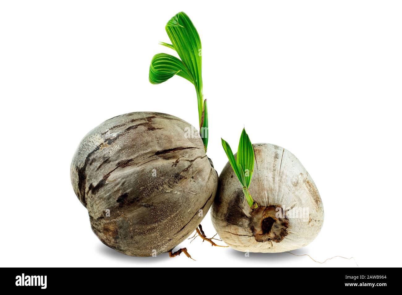 Young sprout of coconut tree grown up at the white background ...