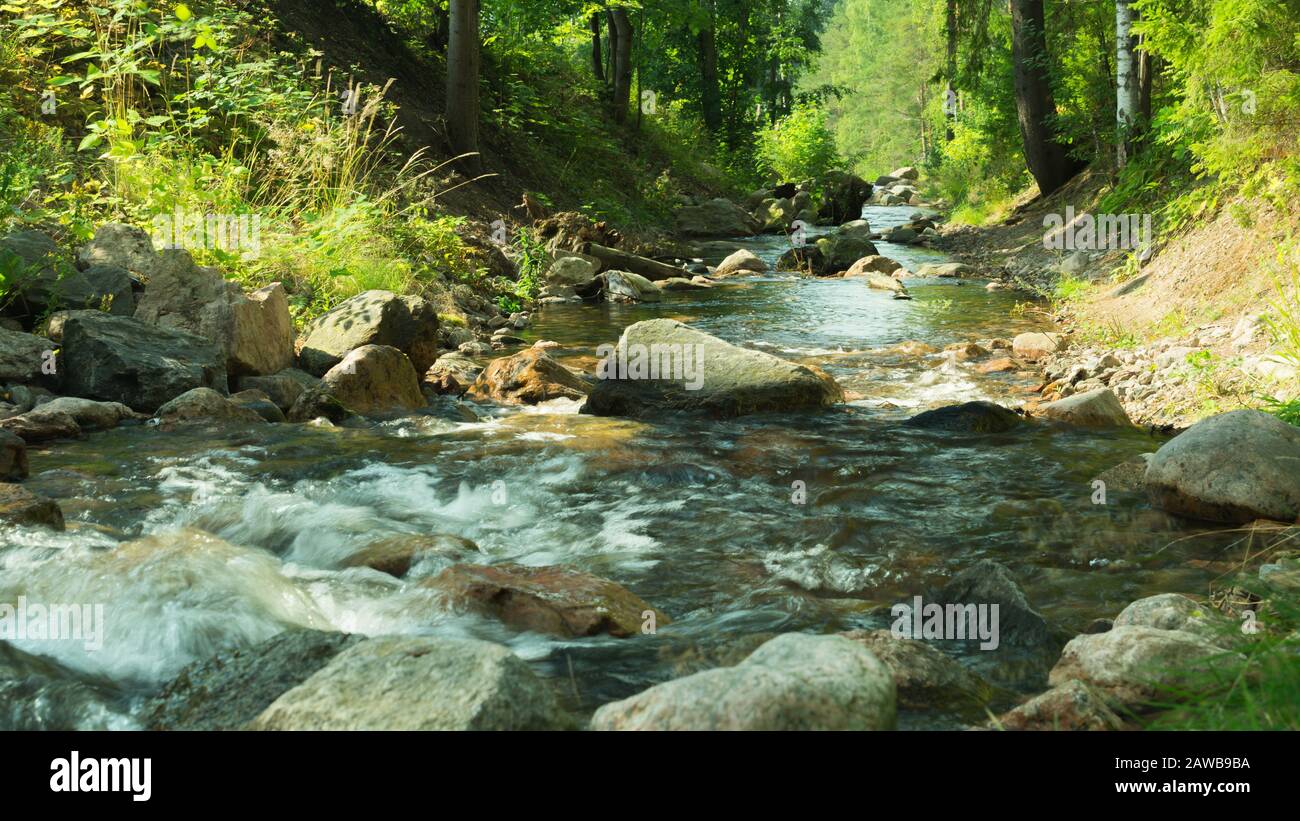 Rocky creek in the forest. river with rocks. dense overgrown forest ...