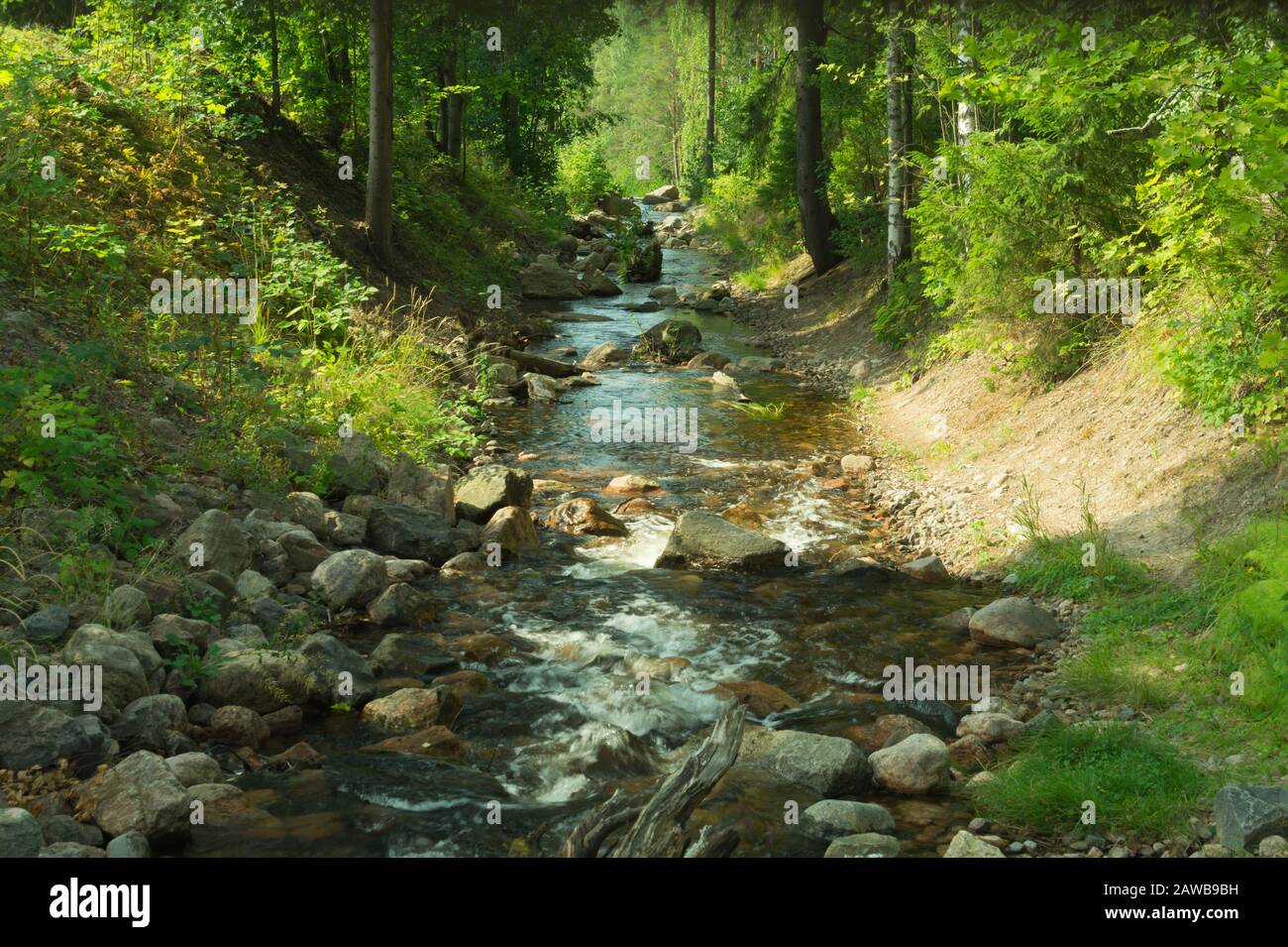 Rocky creek in the forest. river with rocks. dense overgrown forest ...